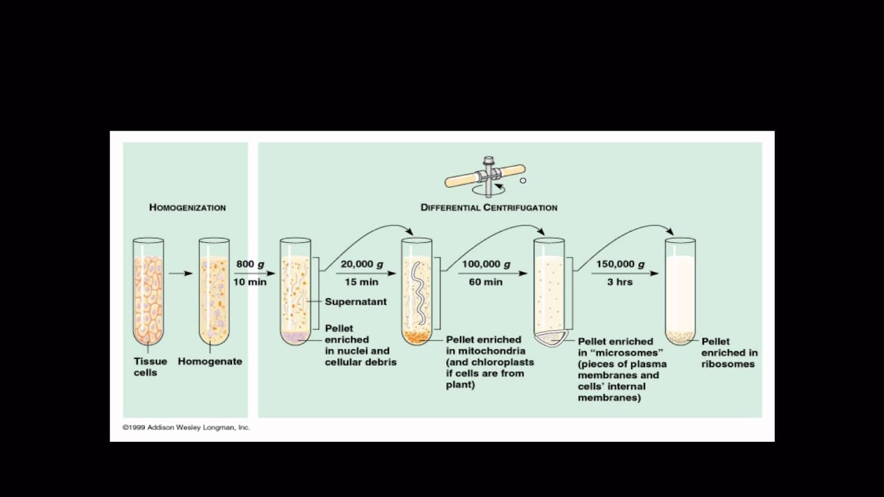 2013 Cell Biology Basics - YouTube