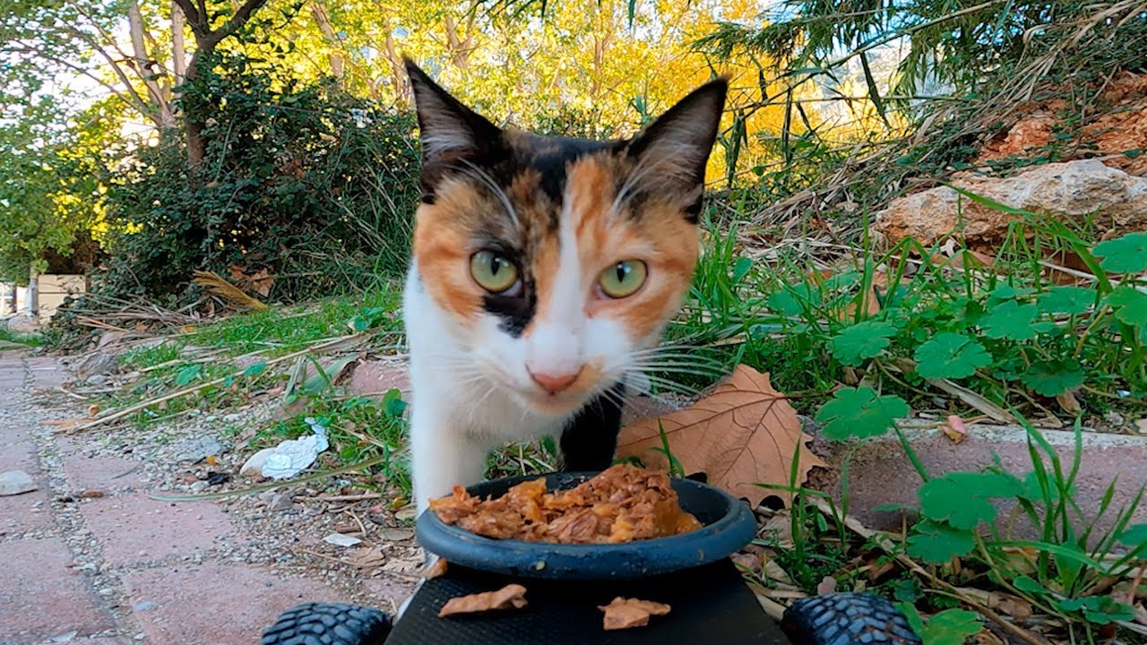 Beautiful tri-colored cat gets a delicious meal from a robot! - YouTube