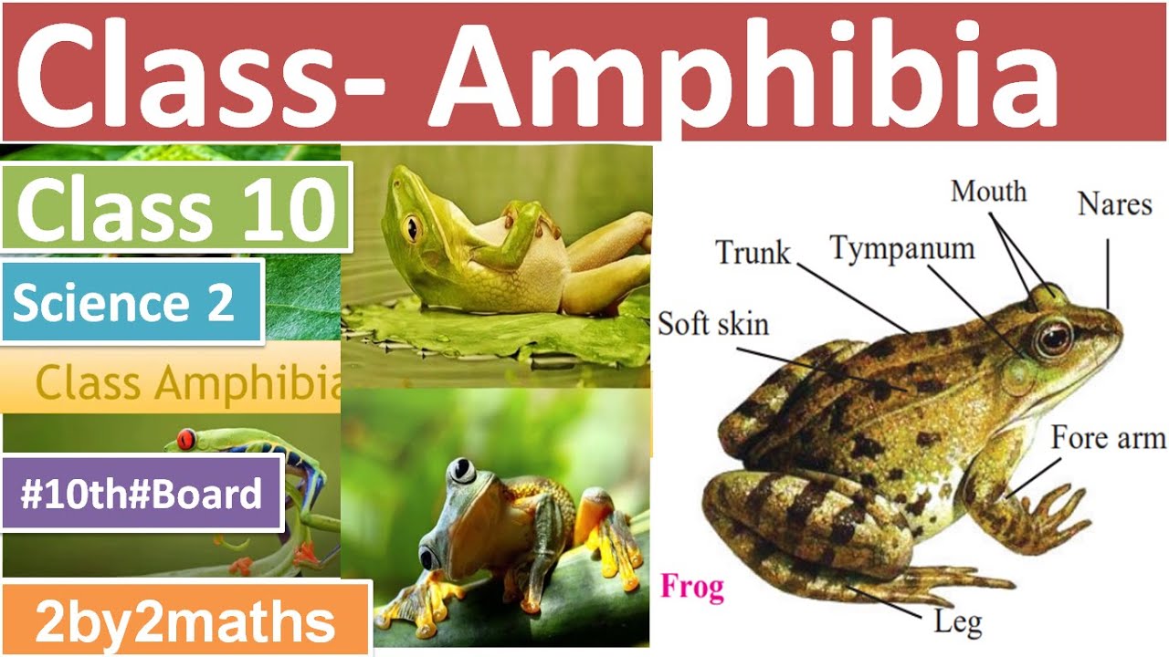 Science 2: Class Amphibia | Amphibians - YouTube