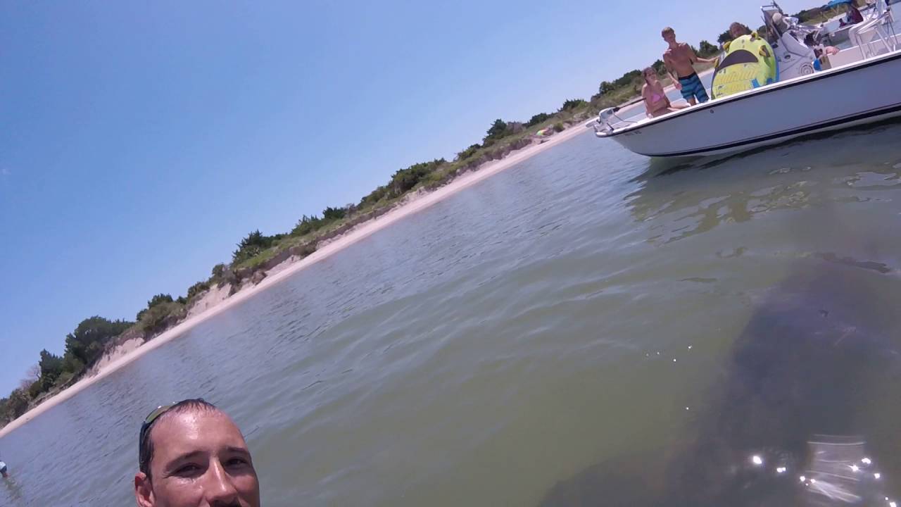 Manatee s In st augustine florida - YouTube