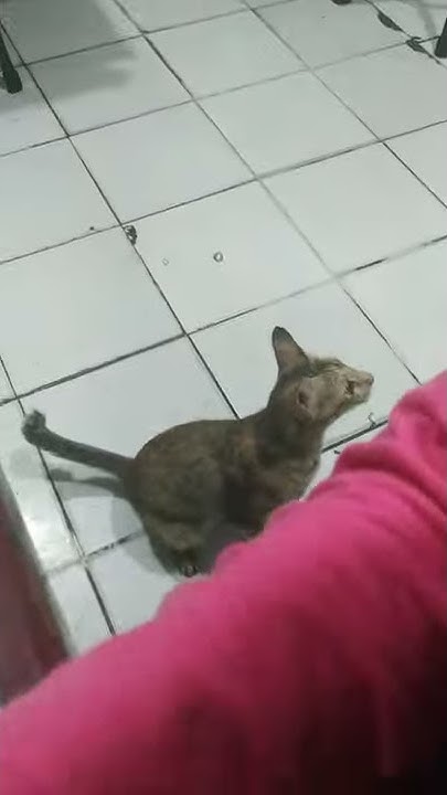 kucing minta makan dengan sopan dan sabar sambil nyolek kakak odel - YouTube