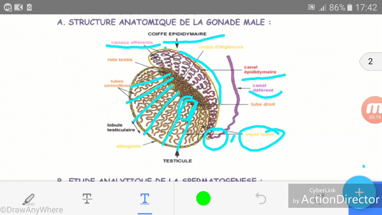 Embriologie : la gamétogenèse / ovogenèse /spermatogenèse partie 1 ...