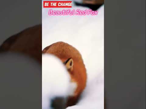 Beautiful Red Fox - YouTube