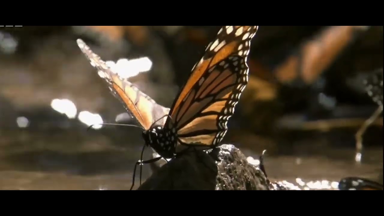 The Monarch Butterfly 100 million swarm migration - YouTube