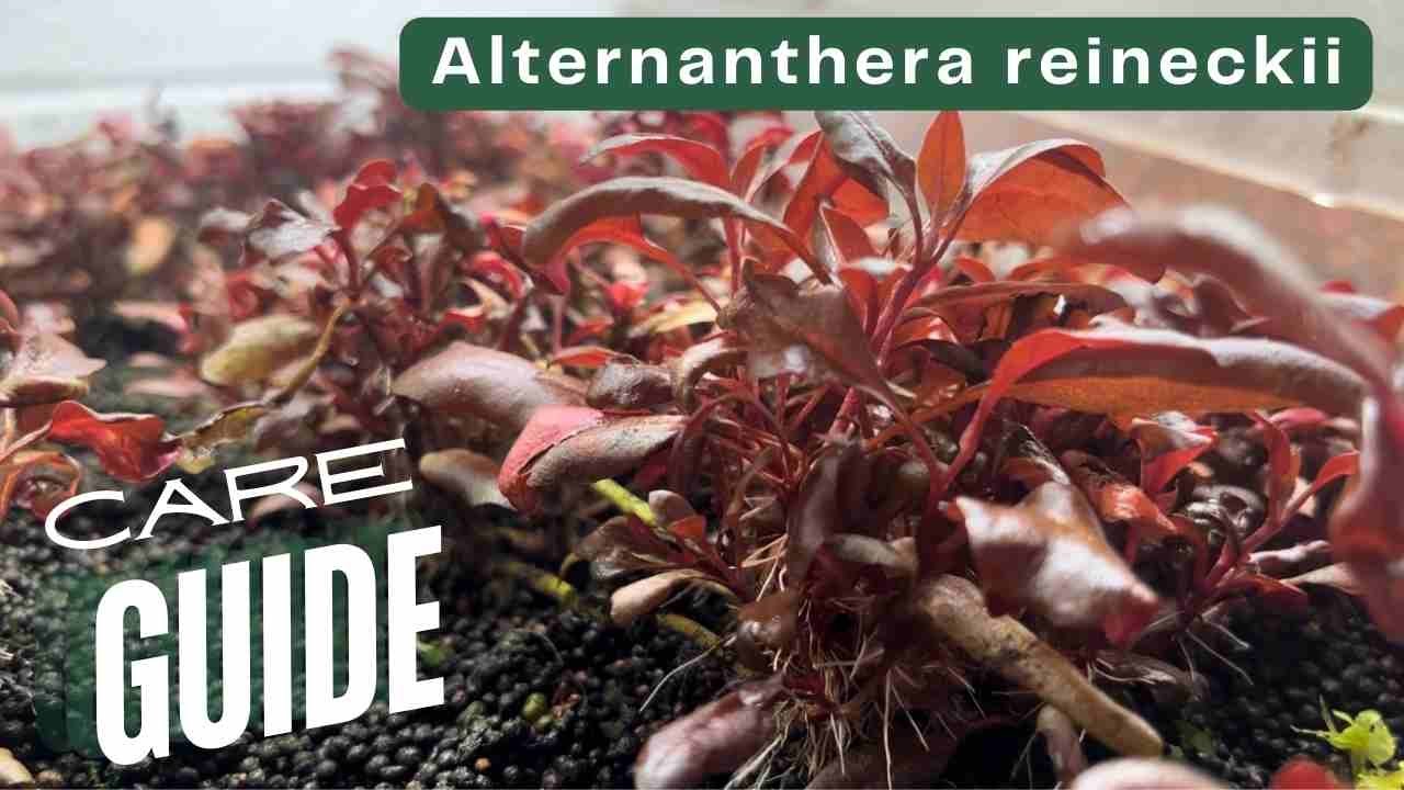 Plant Care Guide: The Scarlet Temple - YouTube