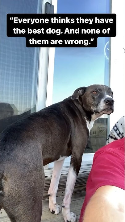 Dog Quotes - “Everyone thinks they have the best dog and none of them ...