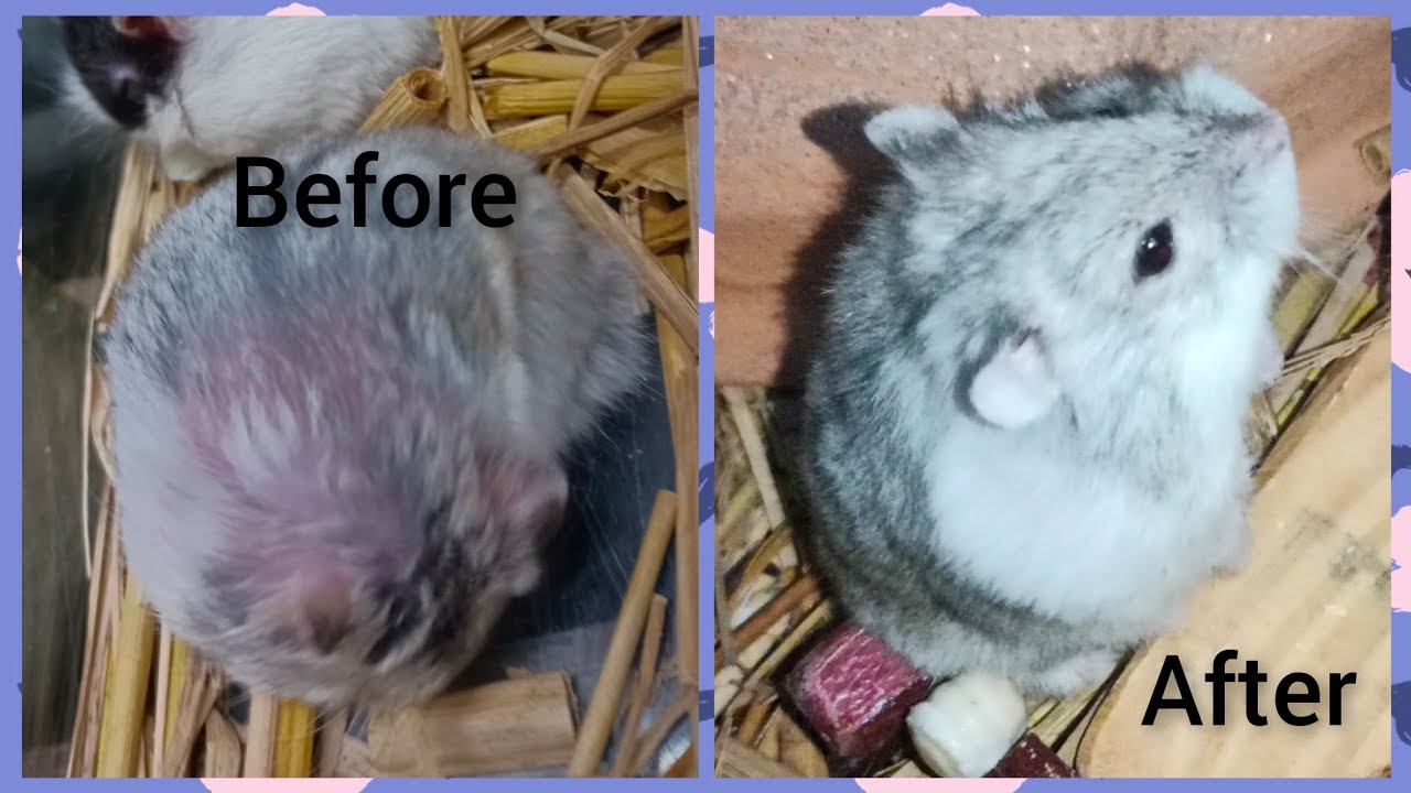 hamster hair fall problem solved. sharing my own experience🤗 hamster ...