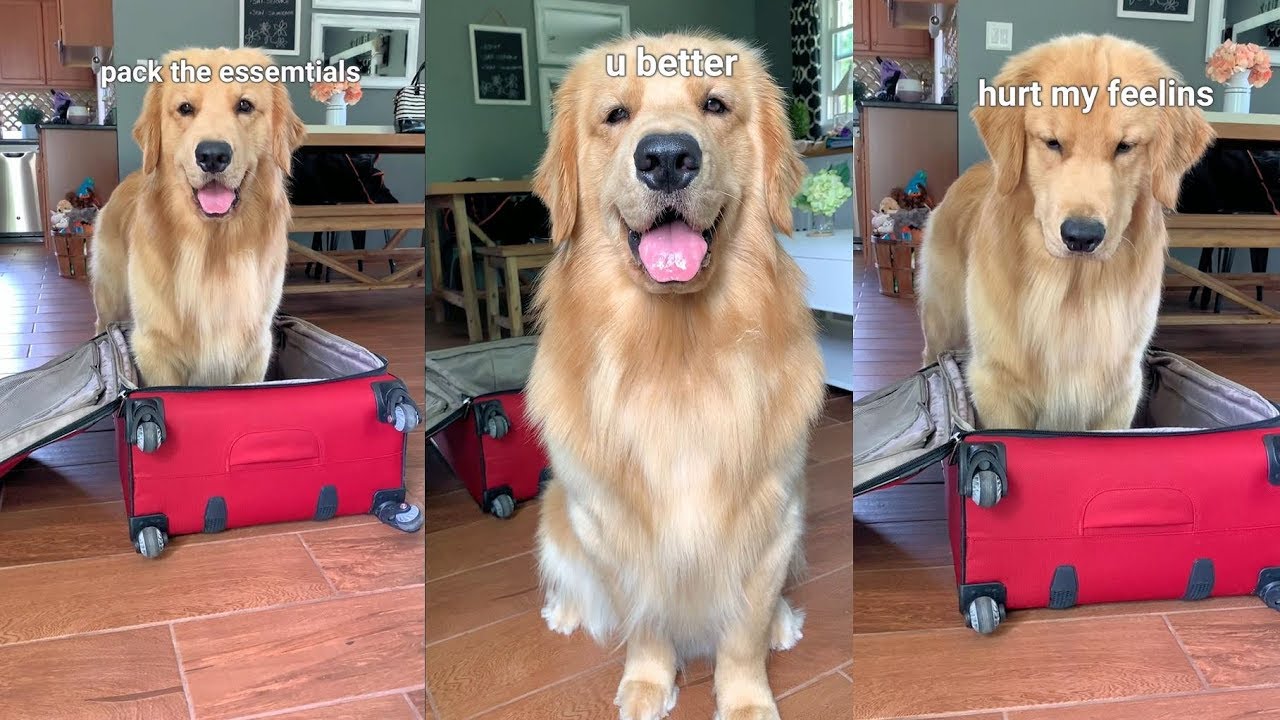 My Dog Packs My Bags - YouTube