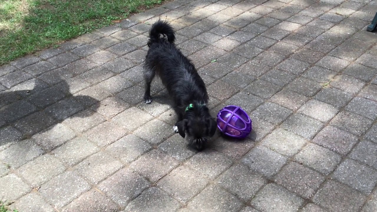 Busy Buddy Kibble Nibble Ball - YouTube