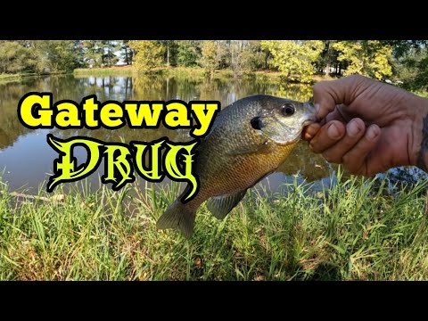 the fish that started my addiction - YouTube
