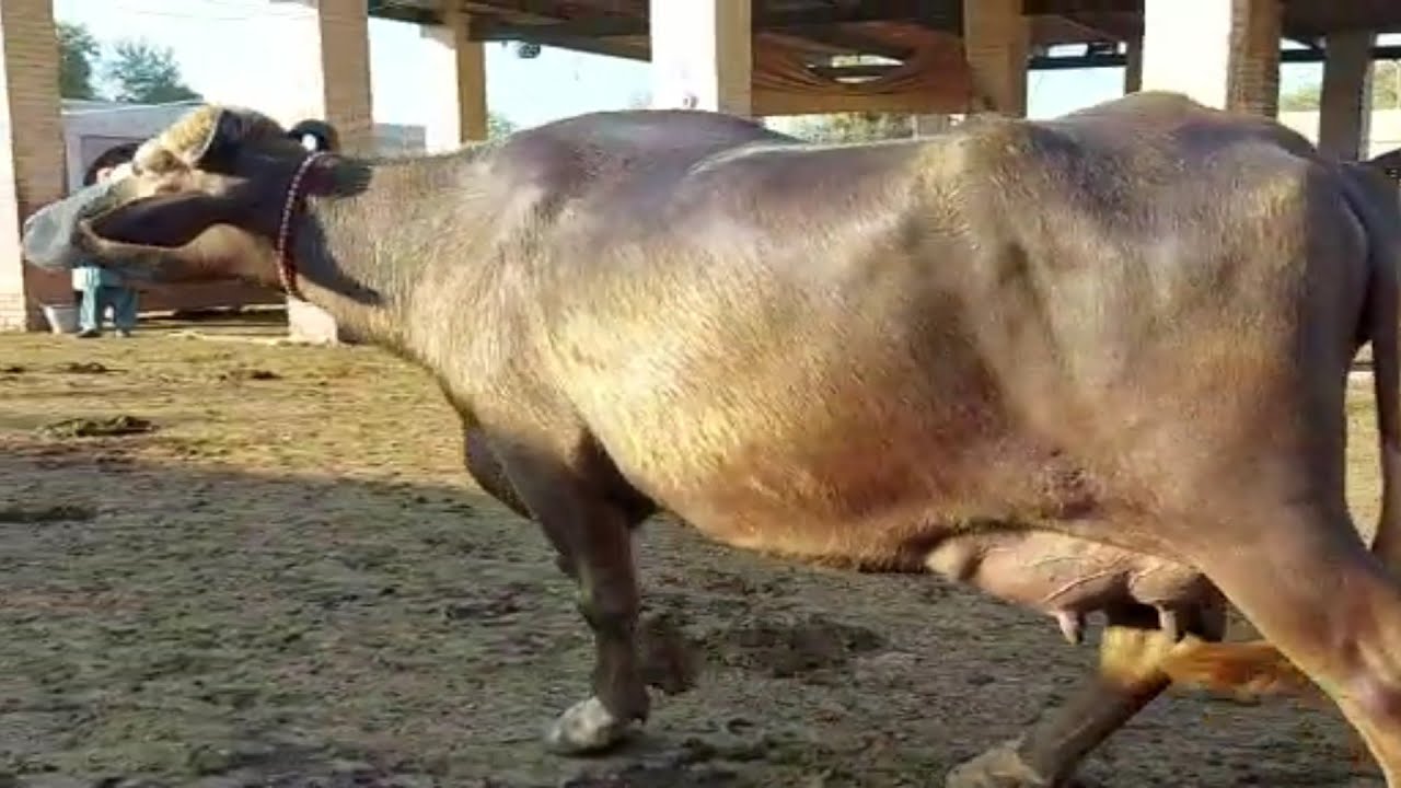One of the most beautiful Buffalo in Pakistan || Hajji Shouqat Dogar ...