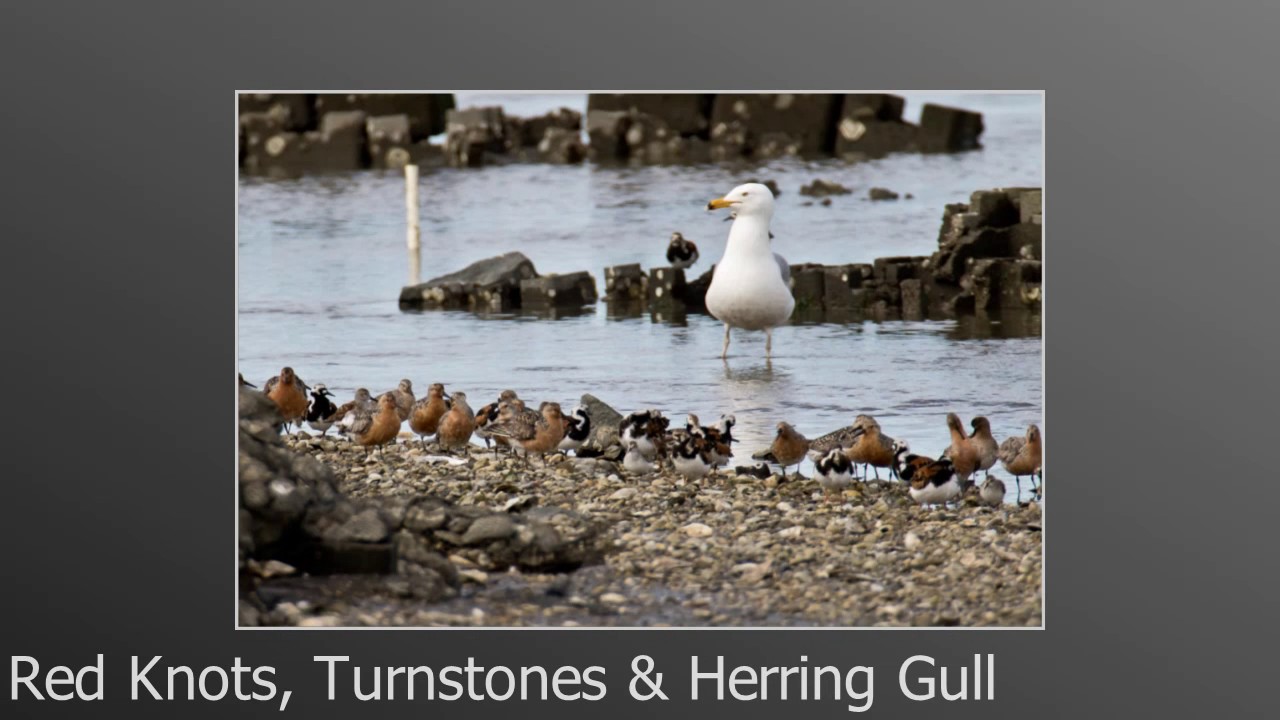 Delaware Bay Shorebirds - YouTube