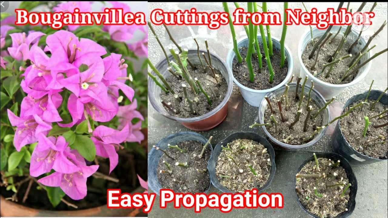 Bougainvillea Propagation from Cuttings - YouTube