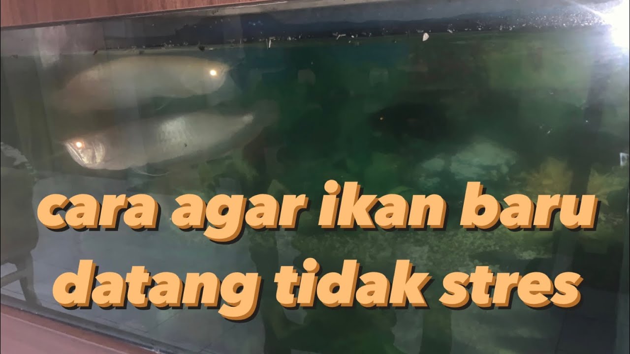 cara agar ikan baru datang tidak stress - YouTube