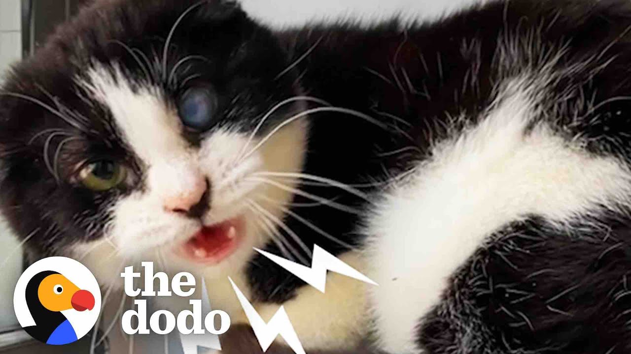 Hissing 'Panda Cat' Goes From Scared To Cuddlebug | The Dodo Foster ...
