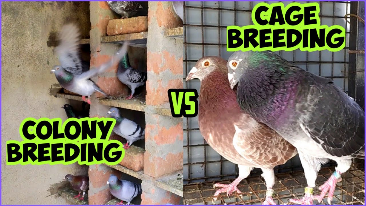 COLONY BREEDING vs CAGE BREEDING FOR PIGEONS - YouTube