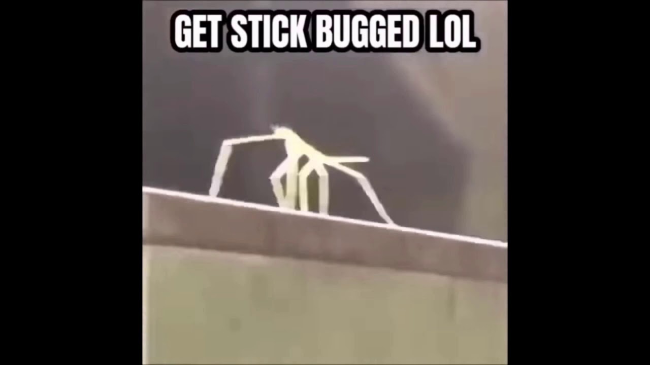 get stick bugged lol - YouTube