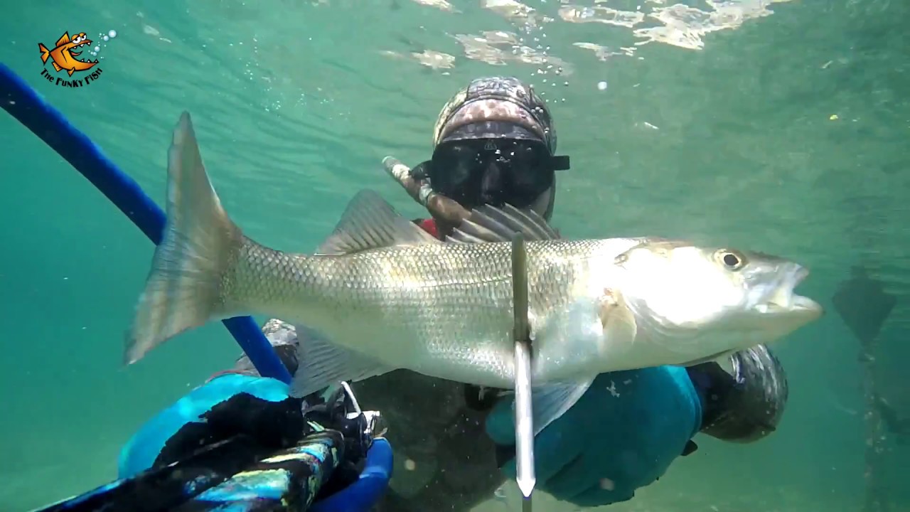 Ψαροντούφεκο στα ρηχά shallow water spearfishing by thomas 2018part 11 ...