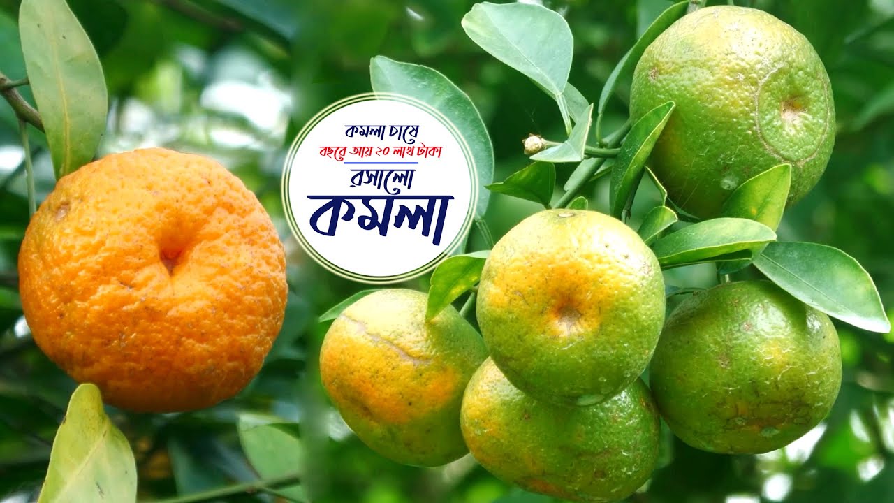 কমলা চাষে বছরে আয় হবে ২০ লাখ টাকা | চায়না কমলা | Komola Lebu | China ...