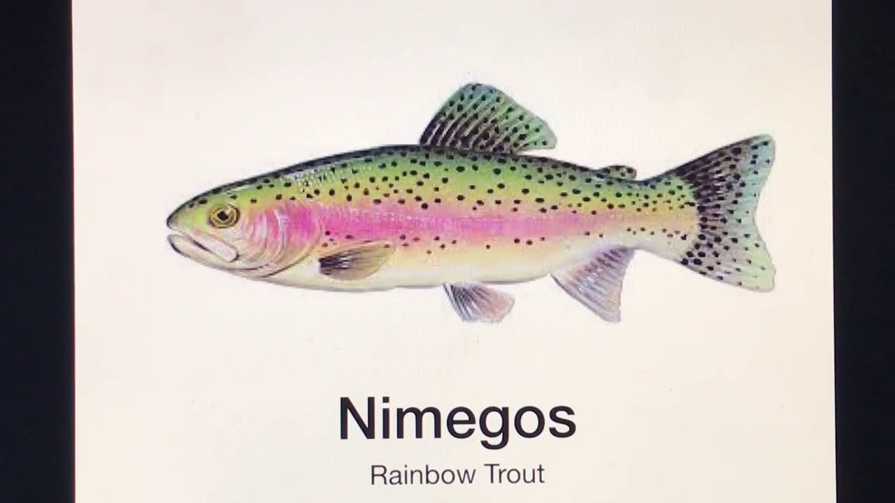 Dominic Beaudry on Giigoonhyag Great Lakes Fish- Ojibwe Vocab - YouTube