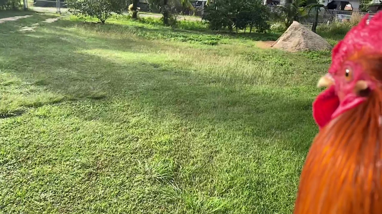Rooster chase - YouTube