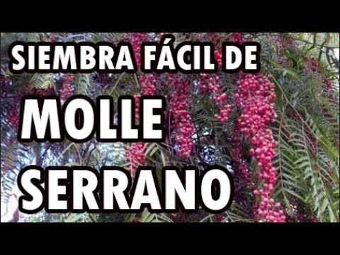 Molle serrano (Schinus molle) - YouTube