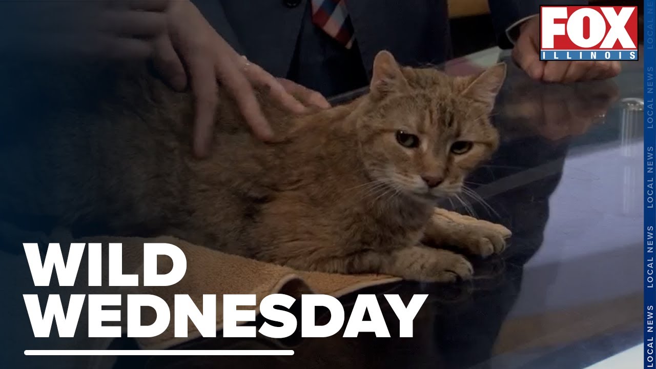 Wild Wednesday: How to Approach Animals Who Are Strangers to You - YouTube