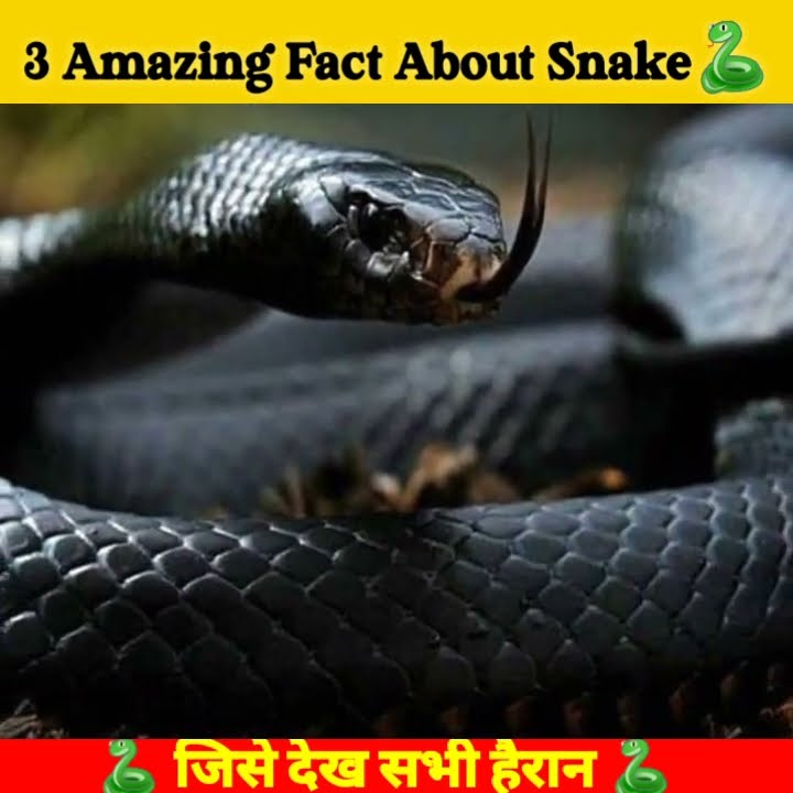 Amazing Facts about Snakes 😱😱 | #shorts #ytshorts #shortvideos #facts # ...