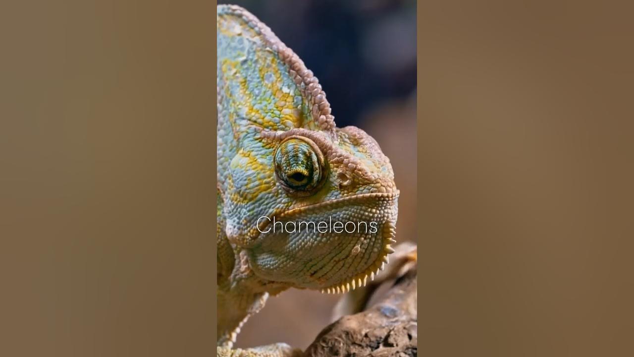 The Secret Behind Chameleons' Color Magic - YouTube