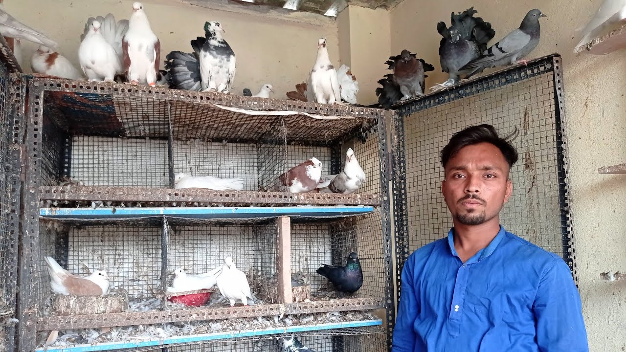 pigeon farm || pigeon breeding progress || fancy pigeon - YouTube
