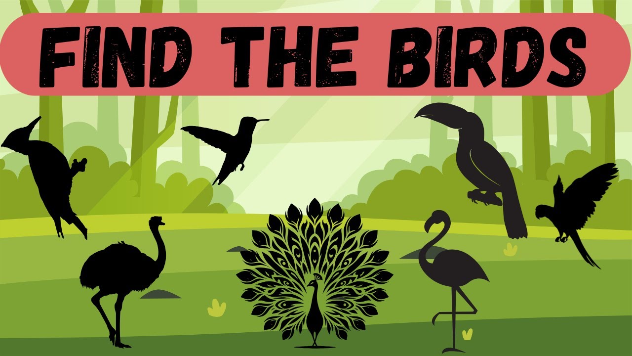 Guess the Birds By Shadow | Birds Quiz @XYZKIDSCLUB - YouTube