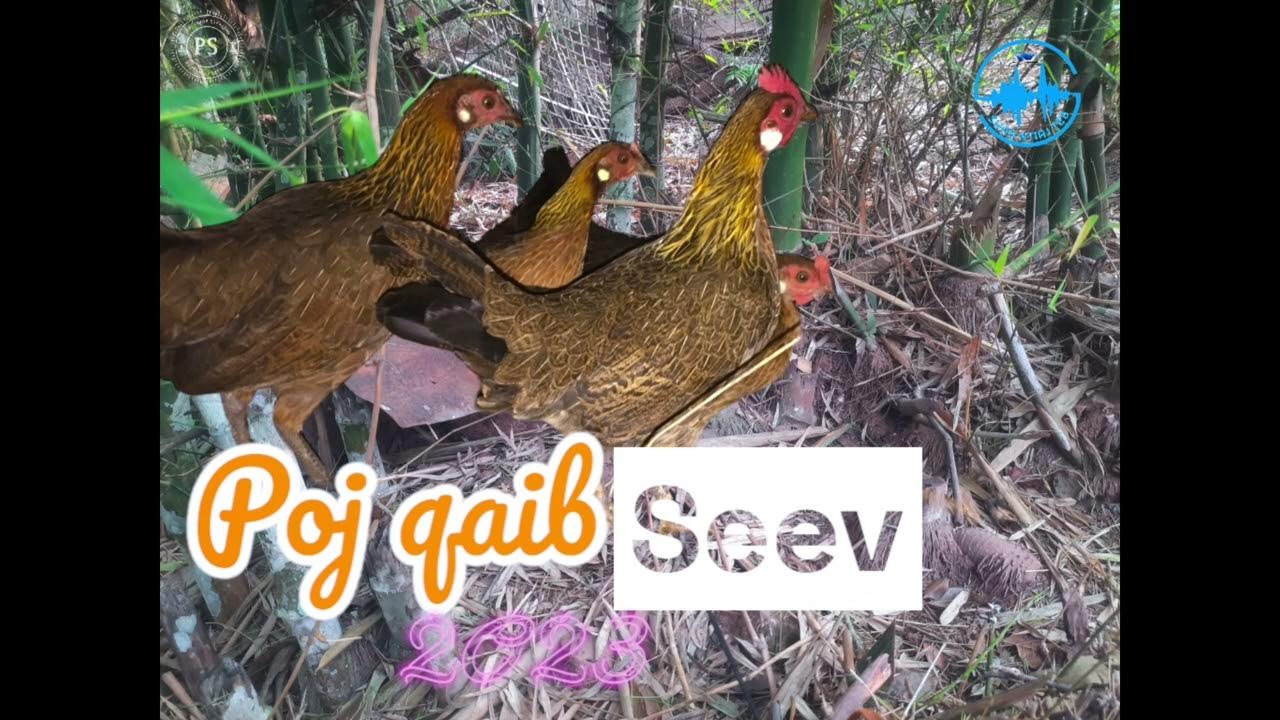 suab poj qaib seeb |24|New 2023 Mp3 - YouTube