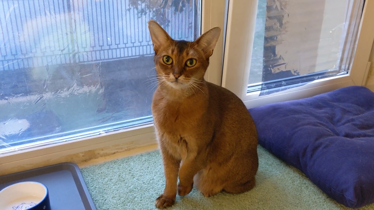 Abyssinian cat meows - YouTube