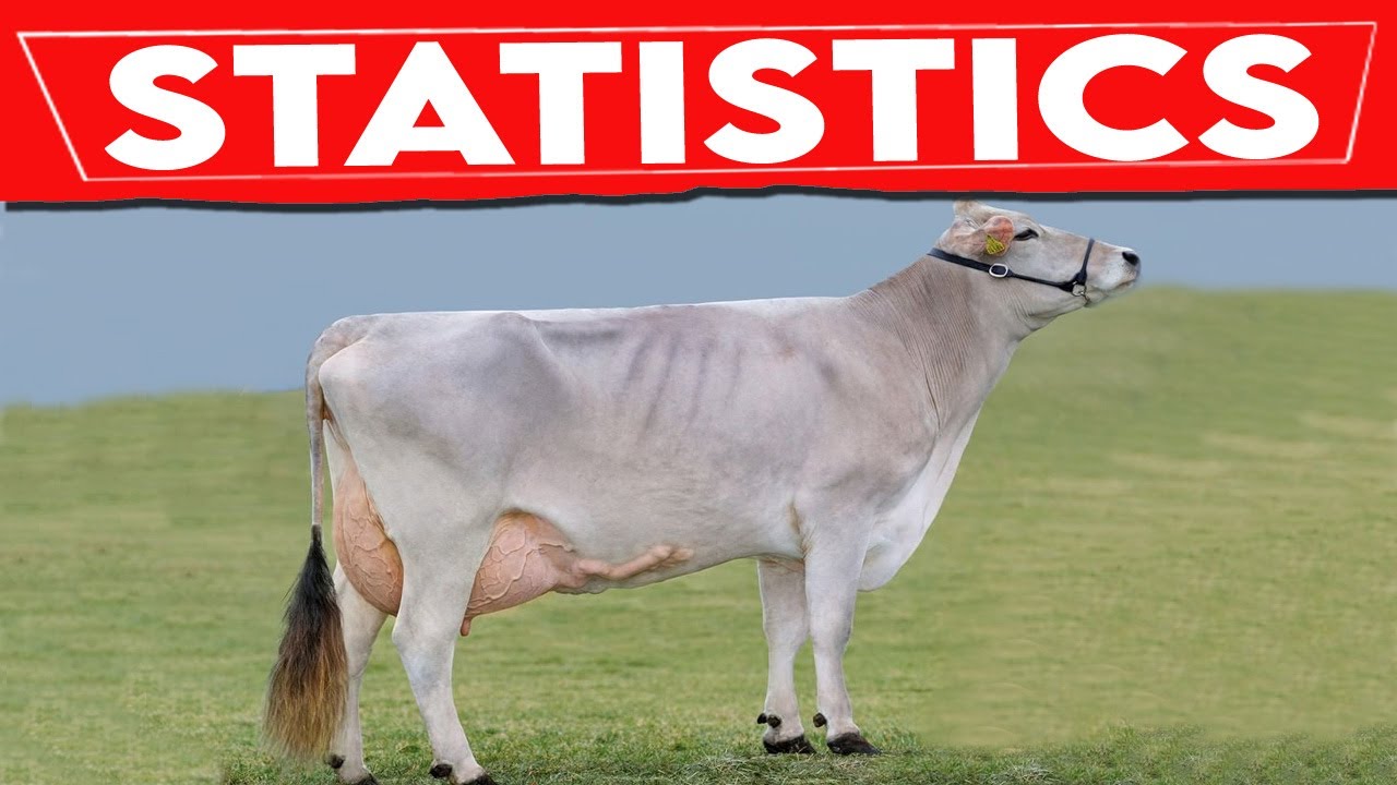 ⭕ BROWN SWISS Cattle Breed Statistics Every Breed In The World || BROWN ...