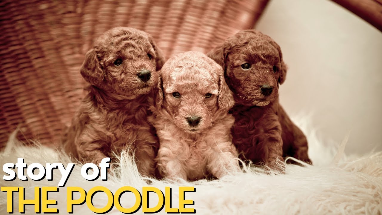 STORY OF THE POODLE | Documentary video with all details about POODLE ...