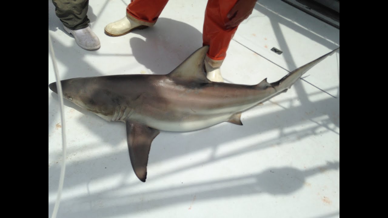 Long-Line Fishing in Galveston Bay to Collect Shark Data - YouTube