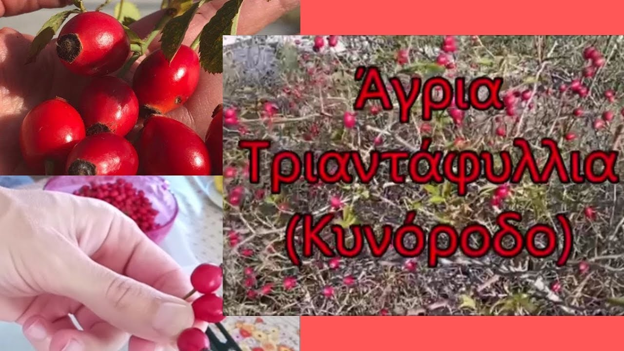 Άγρια τριανταφυλλιά (Κυνόδορο) - YouTube