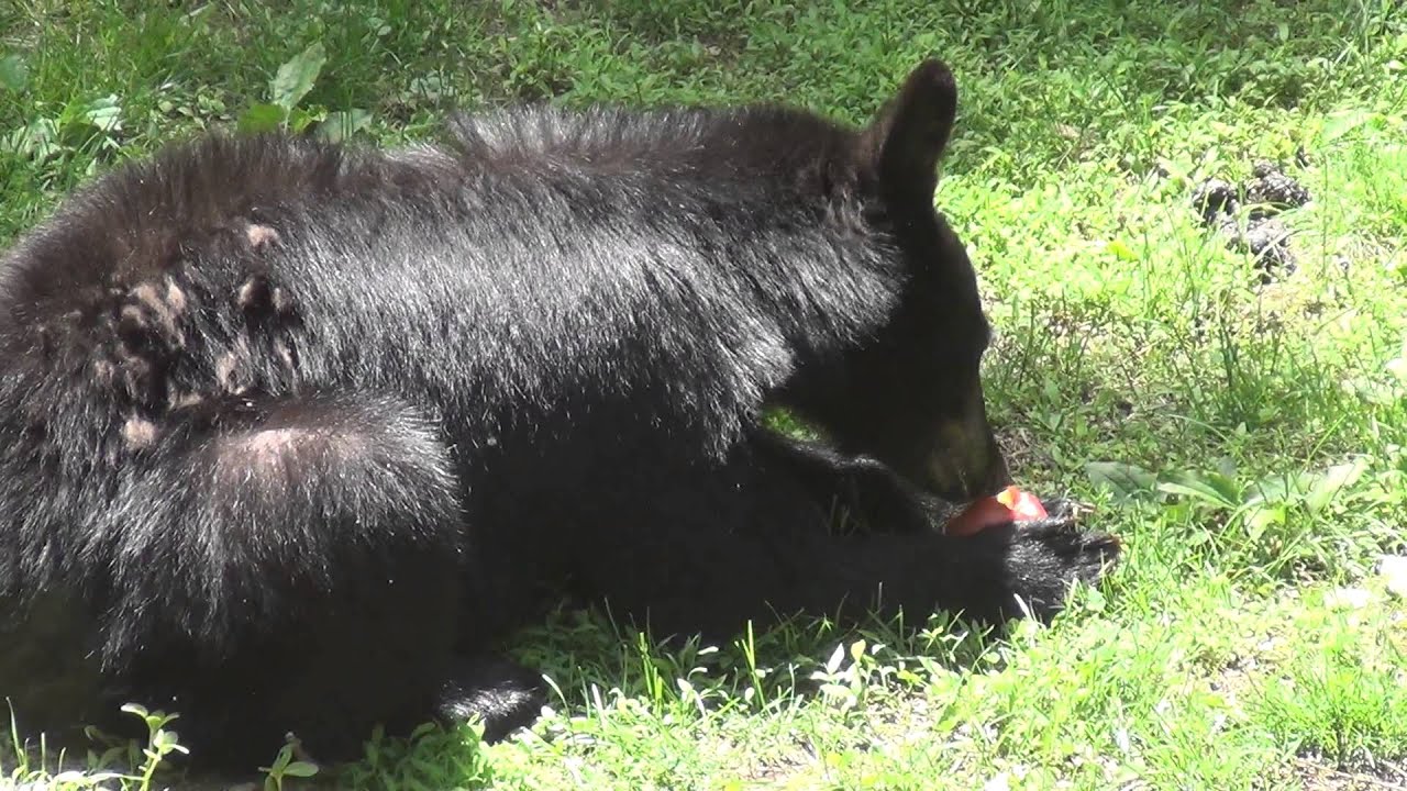 Little black bears eating some apples - YouTube