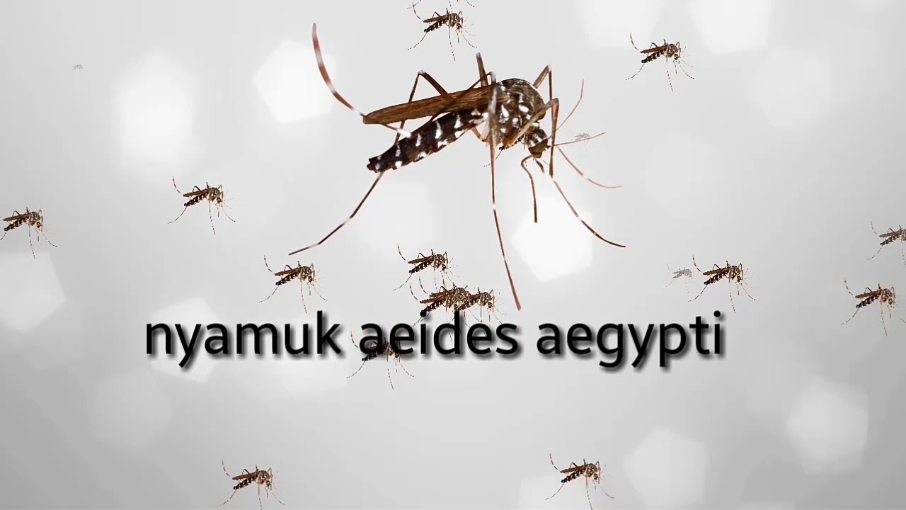 PENCEGAHAN PENYAKIT DEMAM BERDARAH DENGUE (3M+) - YouTube