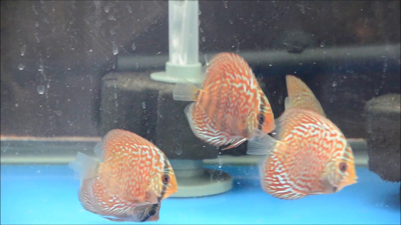 Young Red Turquoise Discus - YouTube