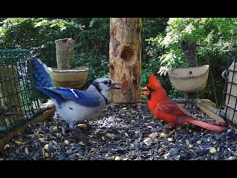 Cardinal vs Blue Jay (dispute over the feeder)! - YouTube