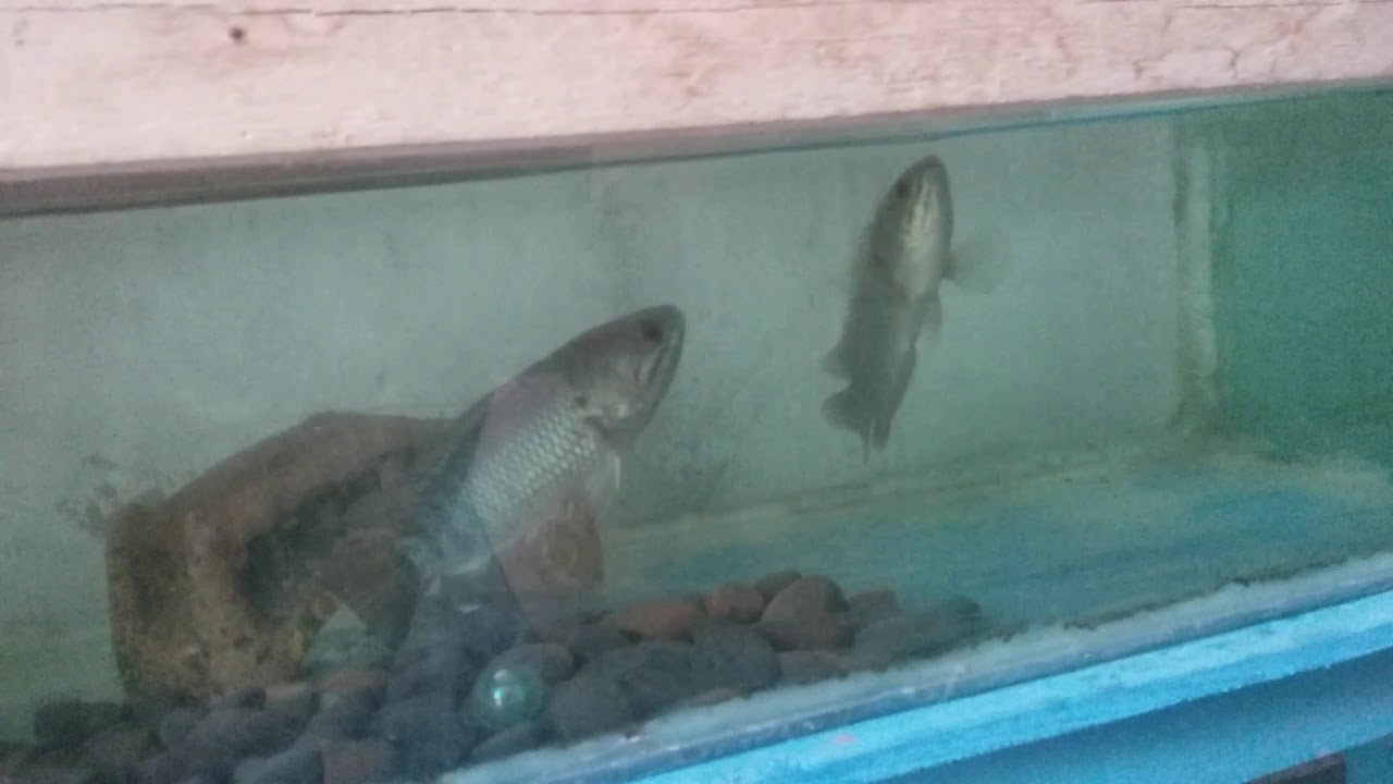 Ngasih makan ikan betok jinak - YouTube