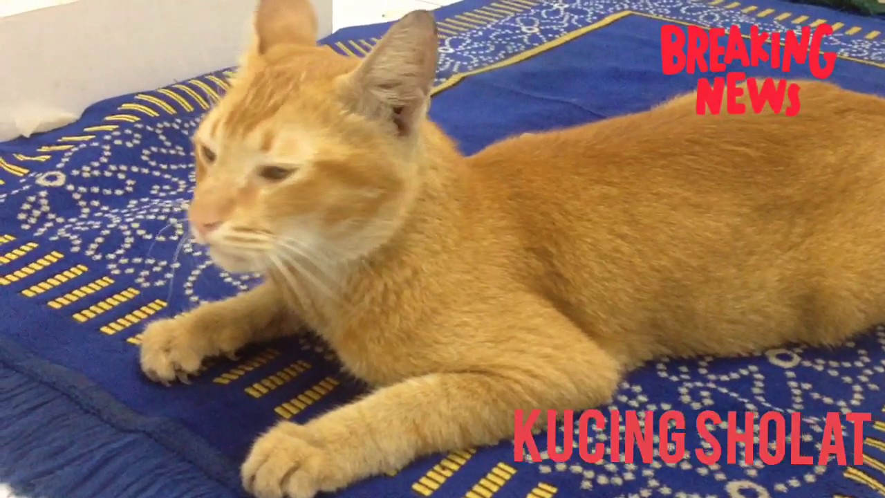 Kucing Ikut Sholat - YouTube