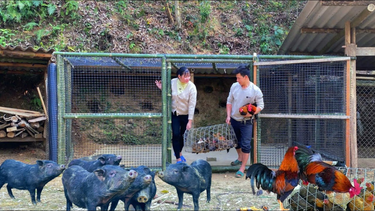 Restore the dilapidated chicken coop to a sturdy one. Prepare for the ...