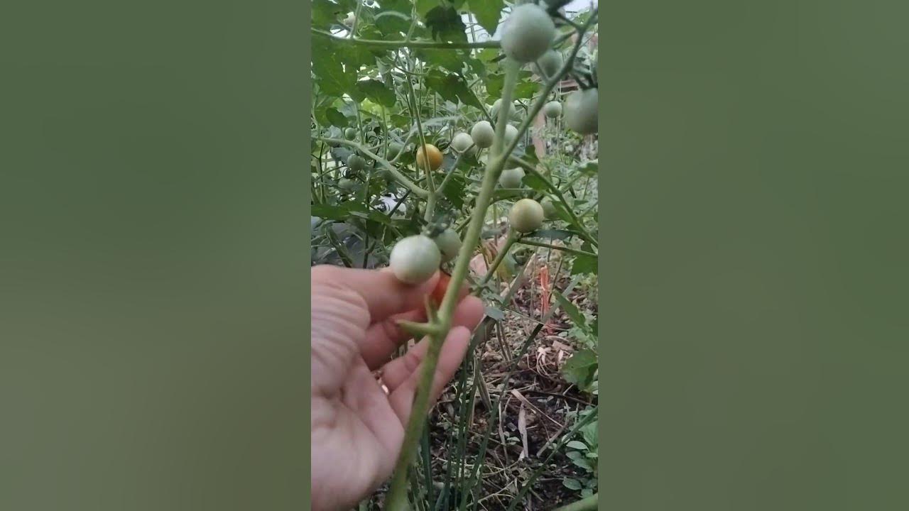 Panen tomat cherry #gardening #plants #tomatcherry - YouTube