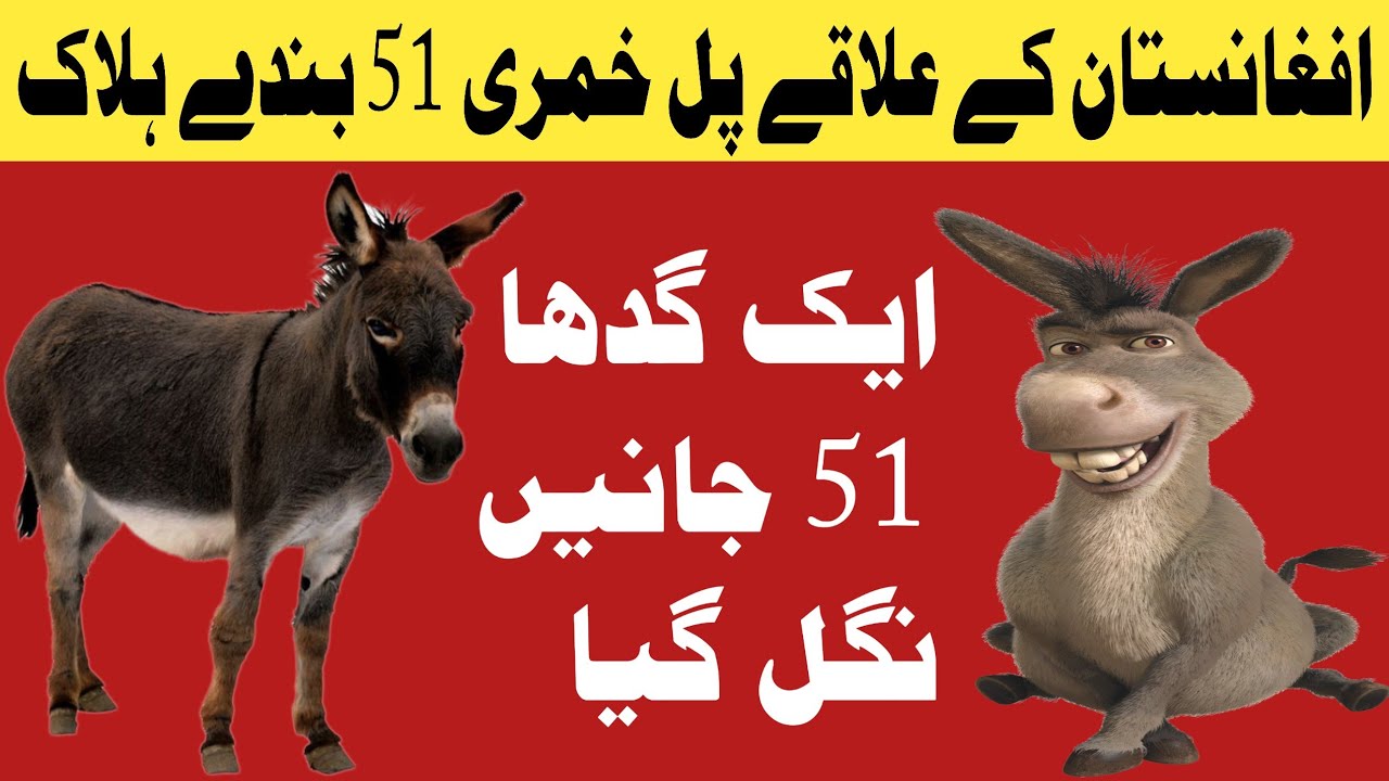 Afghanistan k Pul Khamri Alaqy k 51 qasan Da Khar Pa waja mor sho | one ...