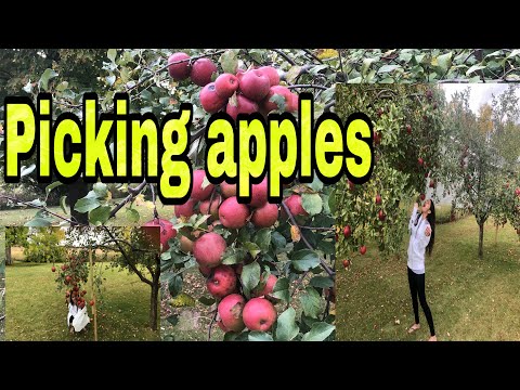 Picking apples