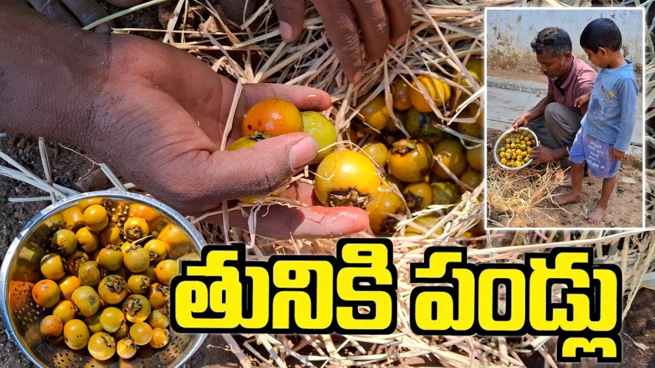 తునికి పండ్లు | ఈ వేసవిలో దొరికే తియ్యని పండ్లు | Tuniki Pandu | Tendu ...