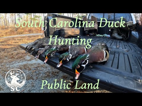 South Carolina Public Land Duck Hunting / TWO MAN LIMIT! First Split ...
