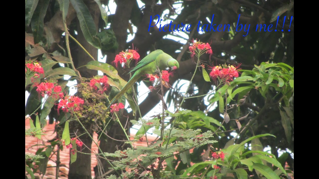Yay!!! I saw a wild parrot with a red head in Coorg... - YouTube